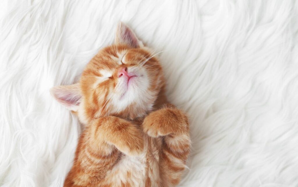 List of 20 Halal Pets in Islam (Find Out Now) - Halal Guidelines