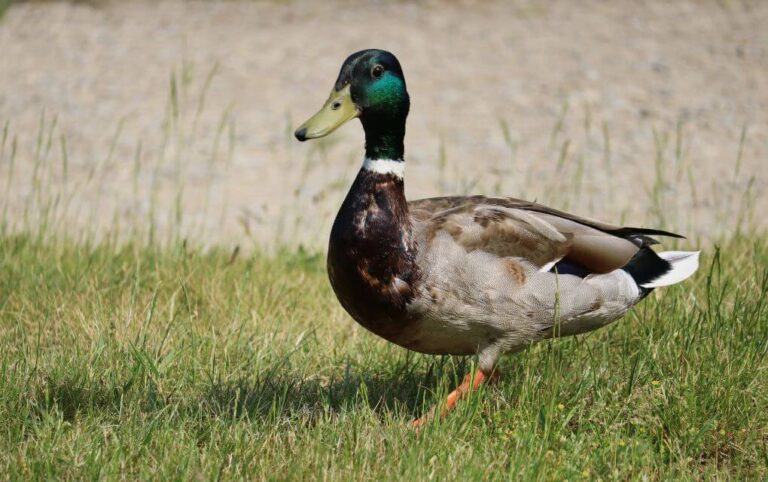 List of 20 Halal Pets in Islam (Find Out Now) - Halal Guidelines