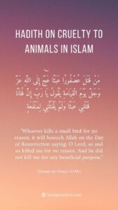 Are Rabbits Halal Or Haram As Pet in Islam? (Clear Answer 2025) - Halal ...