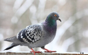 List of 20 Halal Pets in Islam (Find Out Now) - Halal Guidelines