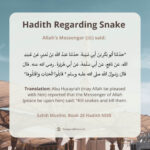 List of 15 Haram Pets Not Allowed in Islam - Halal Guidelines