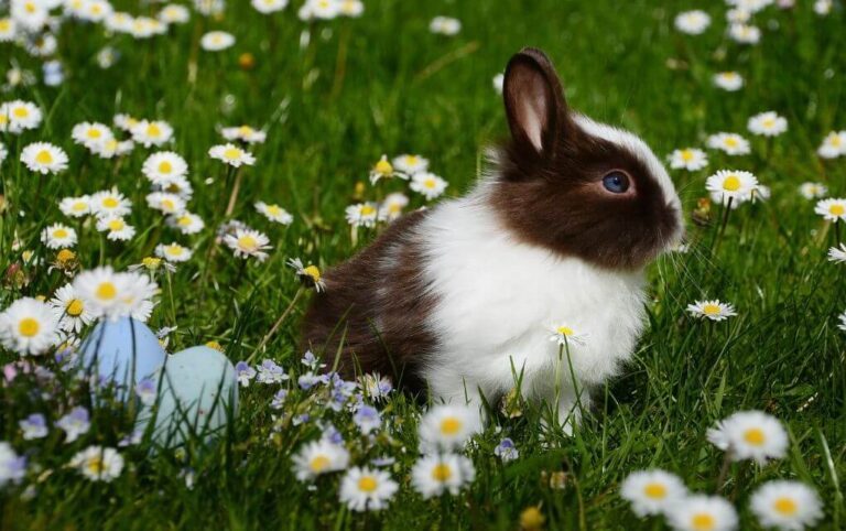 List of 20 Halal Pets in Islam (Find Out Now) - Halal Guidelines