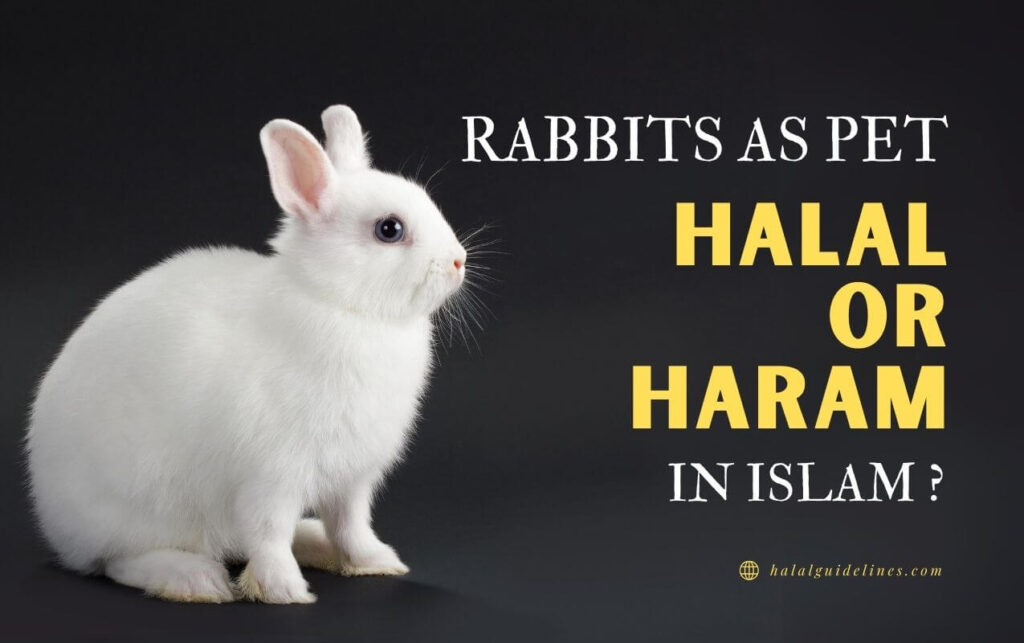 Are Rabbits Halal Or Haram As Pet in Islam? (Clear Answer 2025) - Halal Guidelines