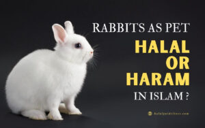 Are Rabbits Halal Or Haram As Pet in Islam? (Clear Answer 2025) - Halal ...