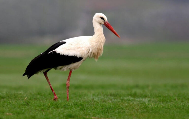 List of 20 Halal Pets in Islam (Find Out Now) - Halal Guidelines