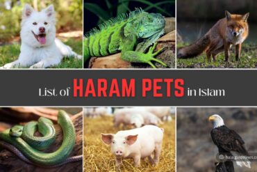 Are Dogs Haram as a Pet in the House? (Explained 2025) - Halal Guidelines