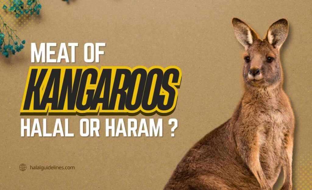 Is Kangaroo Meat Halal Or Haram to Eat in Islam? (Explained) - Halal ...